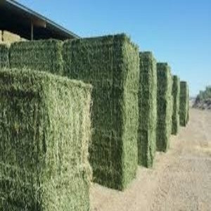 Import Alfalfa Hay In Bales Timothy Hay And Alfalfa Hay Pellets From ...