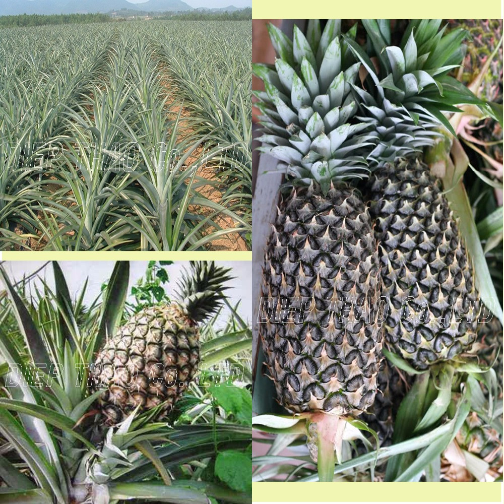 Bulk Fresh Pineapples Suppliers, Exporters, Distributors, Traders ...