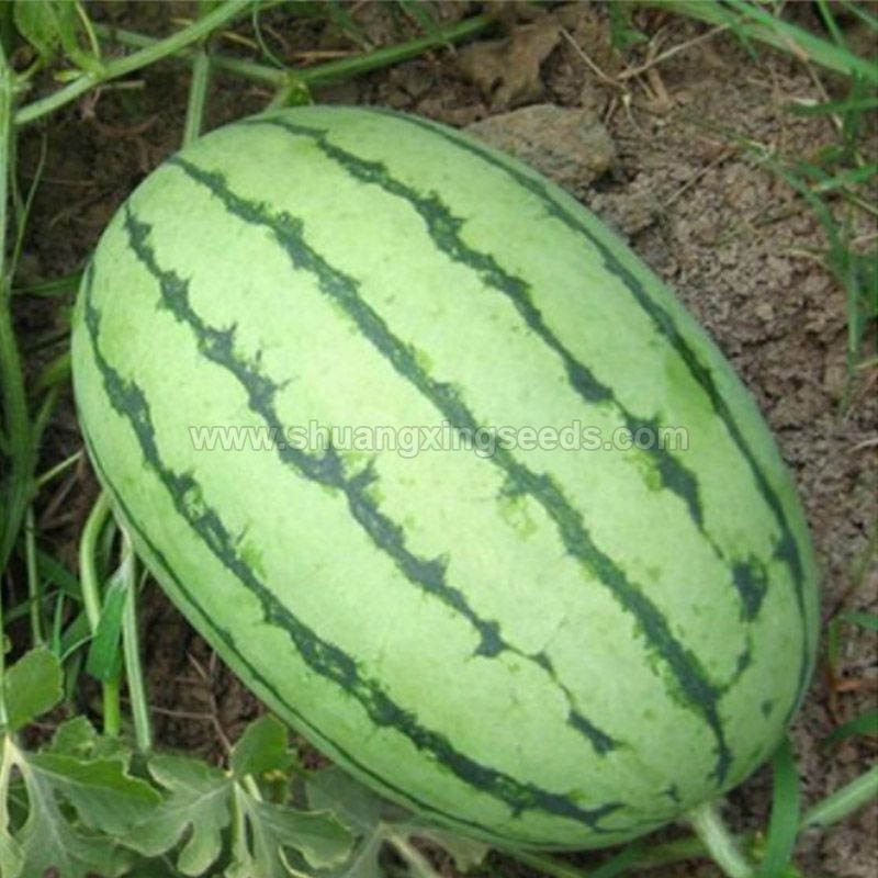 Chinese High Quality Hybrid Watermelon Seeds﻿ from China | Tradewheel.com